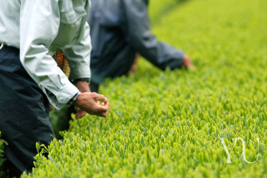 Quality & Standards - The Yu Pledge – Yu Tea