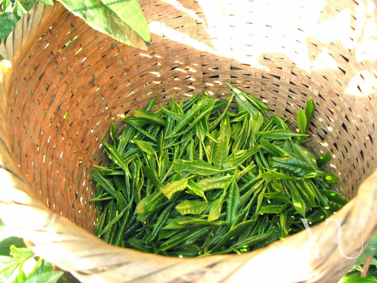 Quality & Standards - The Yu Pledge – Yu Tea